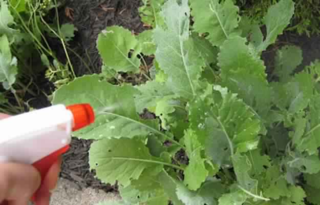 Préparer un insecticide naturel avec seulement 4 ingrédients - C'est ...