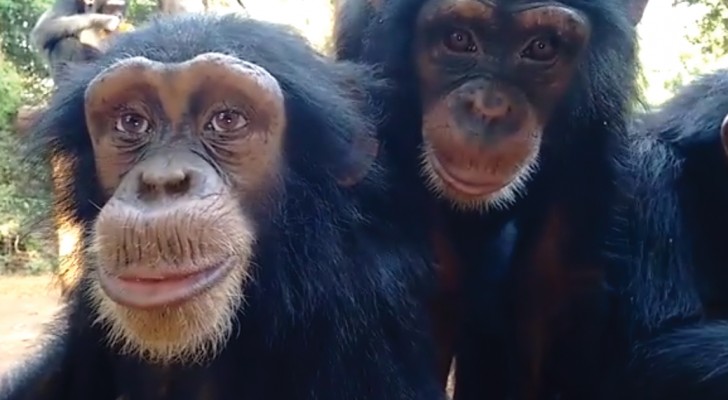 Le singe qui a également surpris les scientifiques: regardez ses yeux ...