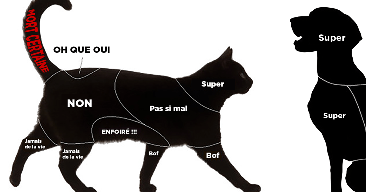 Voici comment flatter votre chat et votre chien sans finir la main ...