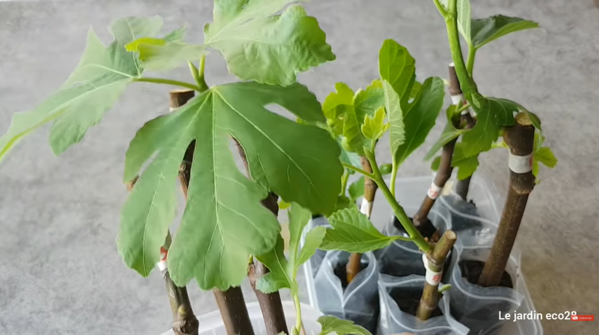 Comment bouturer facilement le figuier - C'est fait maison