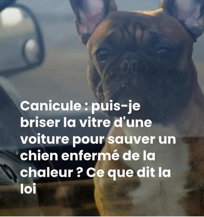 Canicule Peut on Briser La Vitre D une Voiture Pour Sauver Un Chien