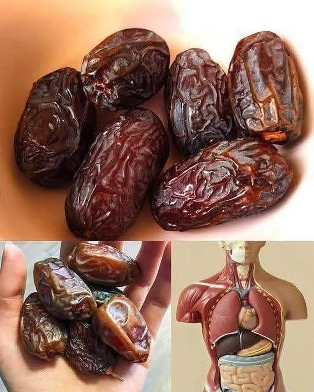 Le petit fruit du soir qui change tout : pourquoi les dattes méritent ...